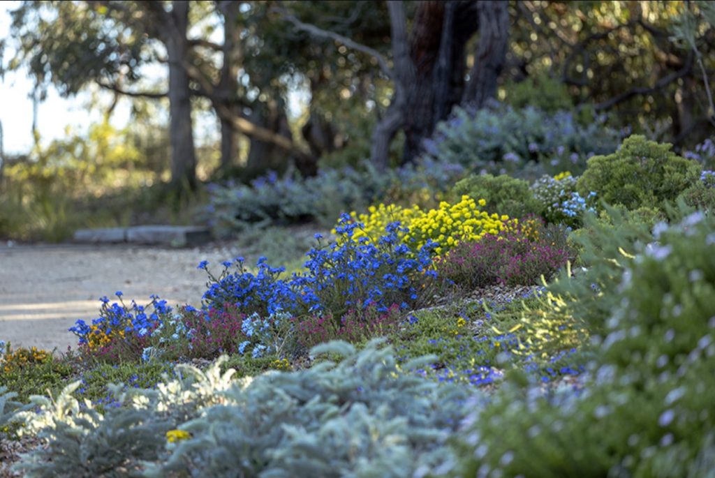 The best plants for a coastal garden in Bondi - Bondi Gardener & Handyman